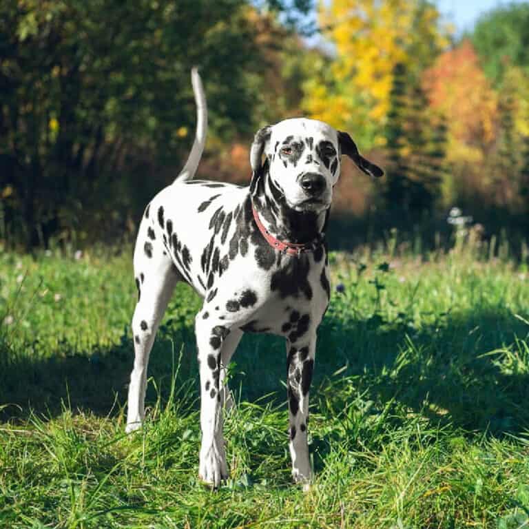 Top 15+ Worst Shedding Dogs To Own (Facts, Photos, & Videos) - Boston ...