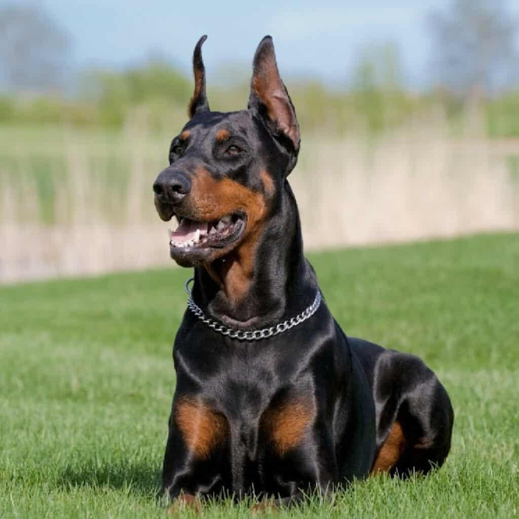 Top 15+ Worst Shedding Dogs To Own (Facts, Photos, & Videos) - Boston ...