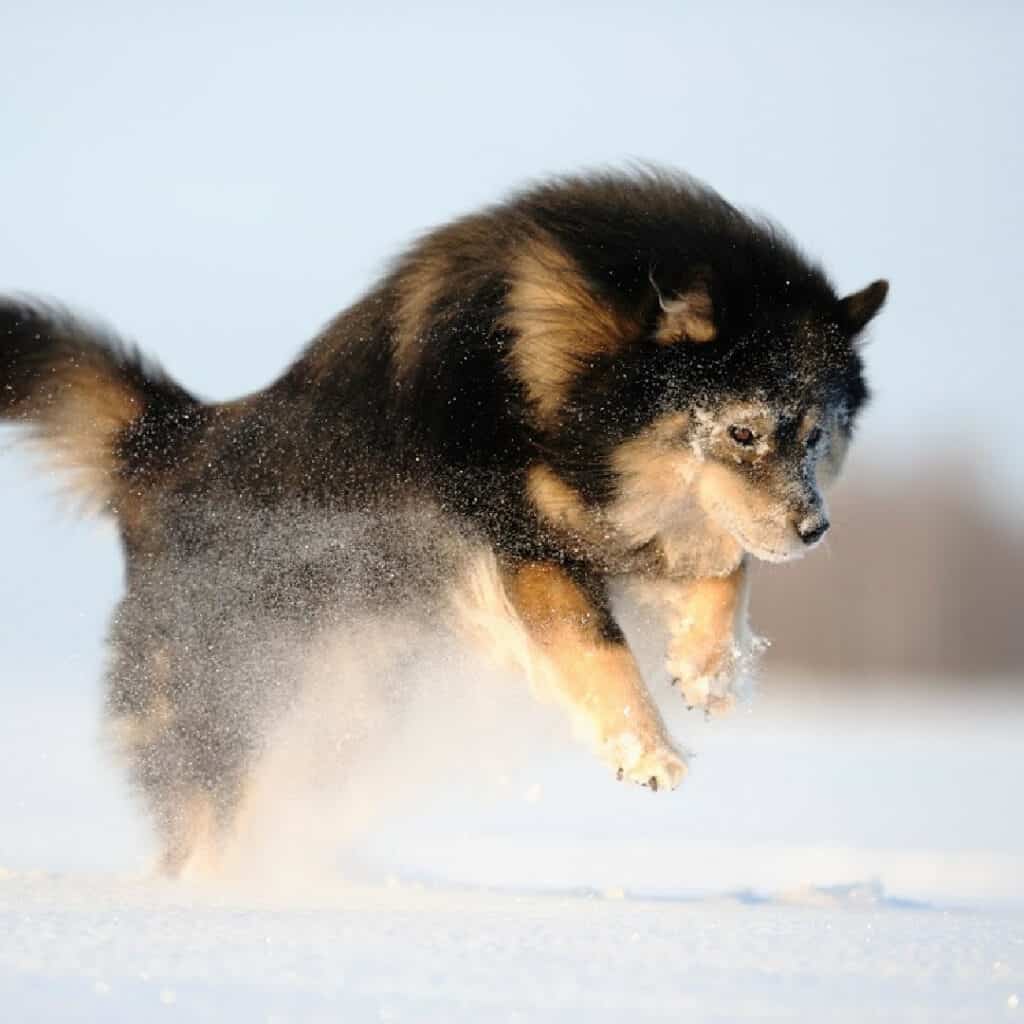 Top 15+ Worst Shedding Dogs To Own (Facts, Photos, & Videos) - Boston ...