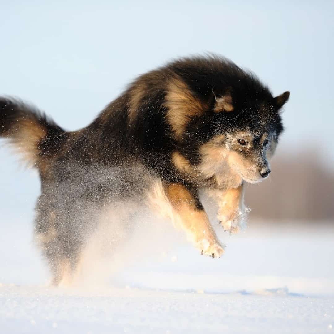 Top 15+ Worst Shedding Dogs To Own (Facts, Photos, & Videos) - Boston ...