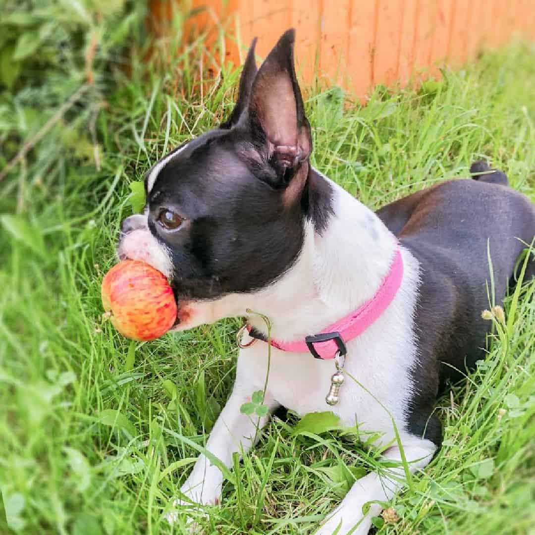 Is My Boston Terrier Overweight