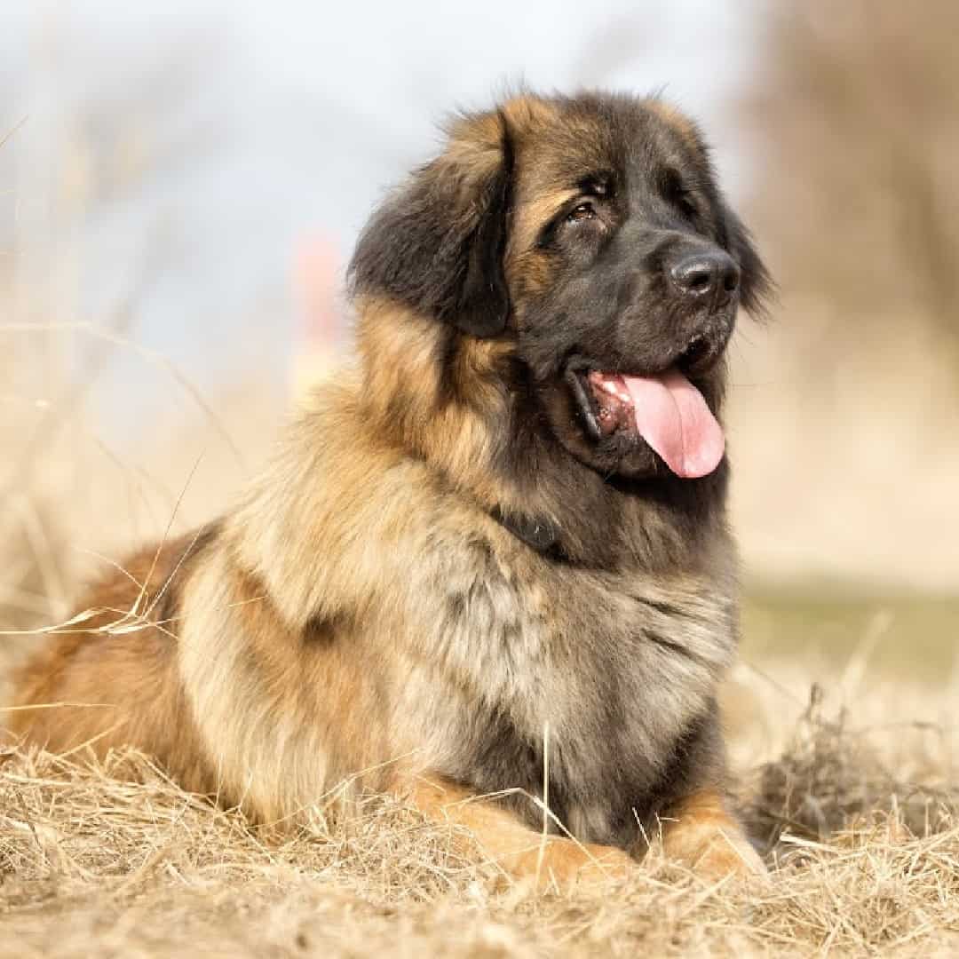 Top 15+ Worst Shedding Dogs To Own (Facts, Photos, & Videos) - Boston ...