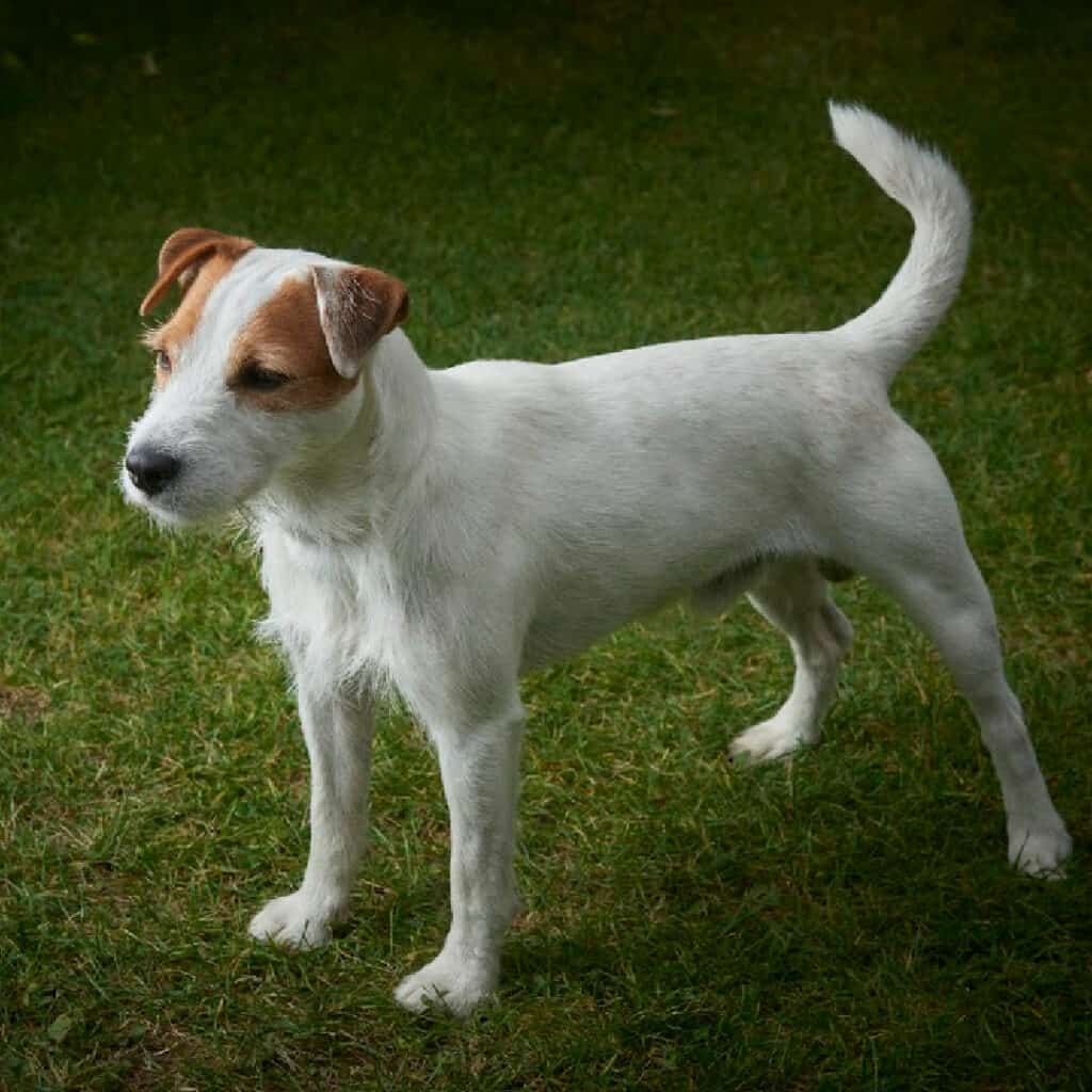 15 Adorable Dog Breeds That Weigh As Much As A Boston Terrier! - Boston ...