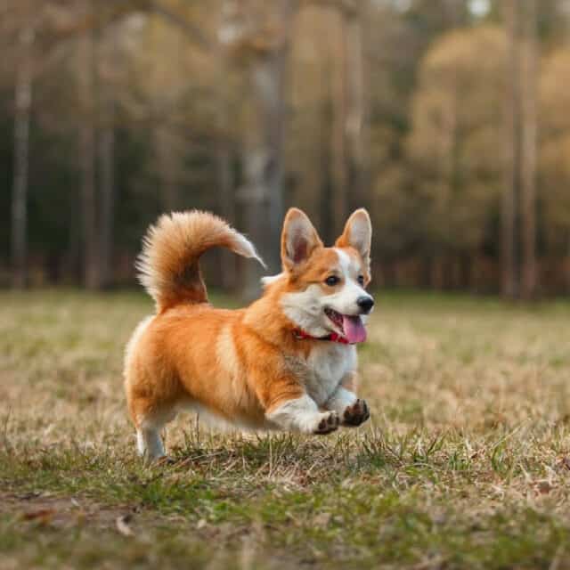 Top 15+ Worst Shedding Dogs To Own (Facts, Photos, & Videos) - Boston ...