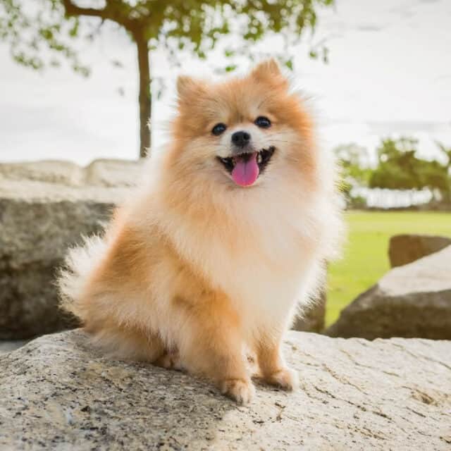 12 Adorably Tiny Dog Breeds Who Stay 10 lbs or Smaller FOREVER ...