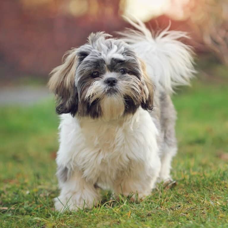 Top 10 Shedless Dogs Who Are Perfect For Families! (With Photos ...