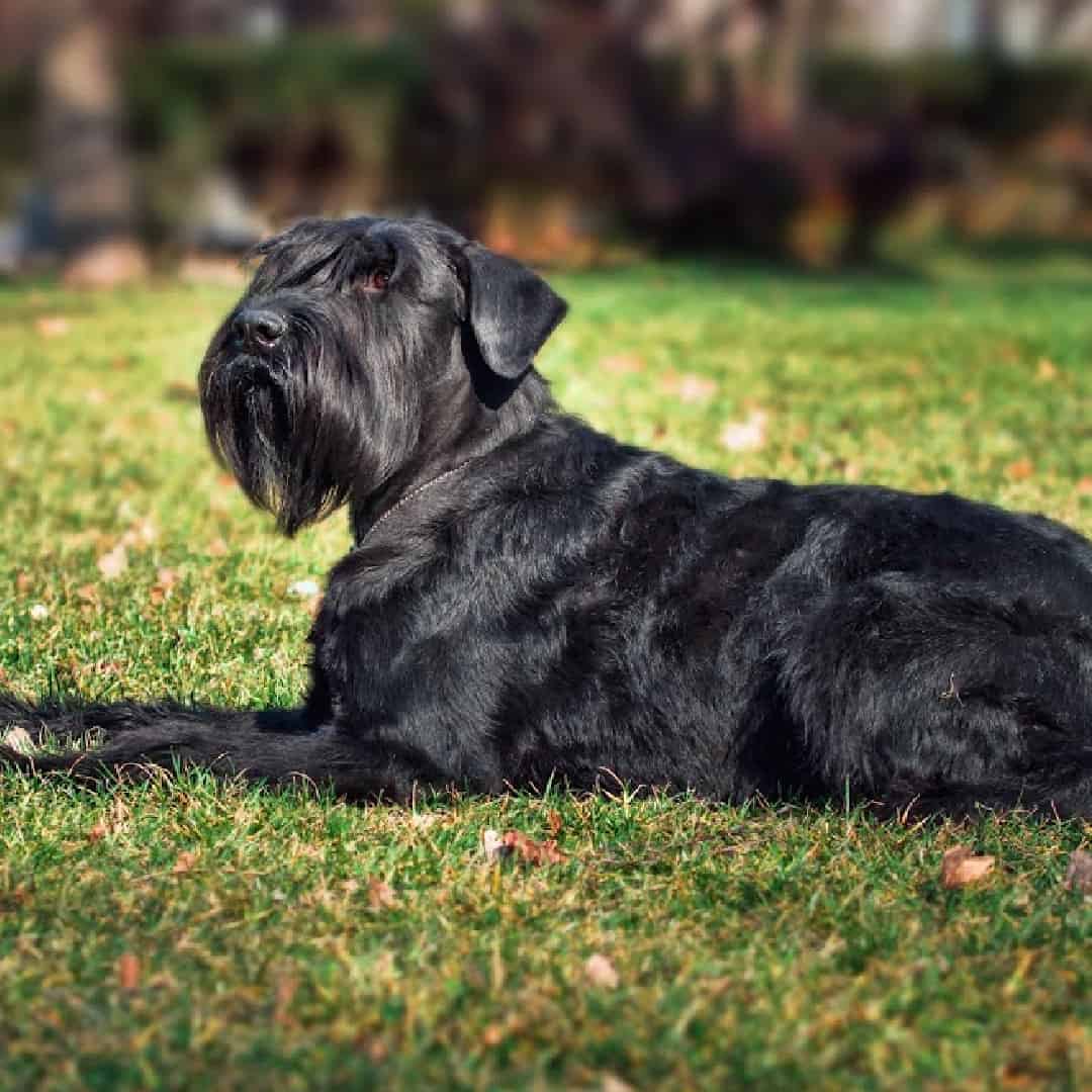 Top 10 Shedless Dogs Who Are Perfect For Families! (With Photos ...