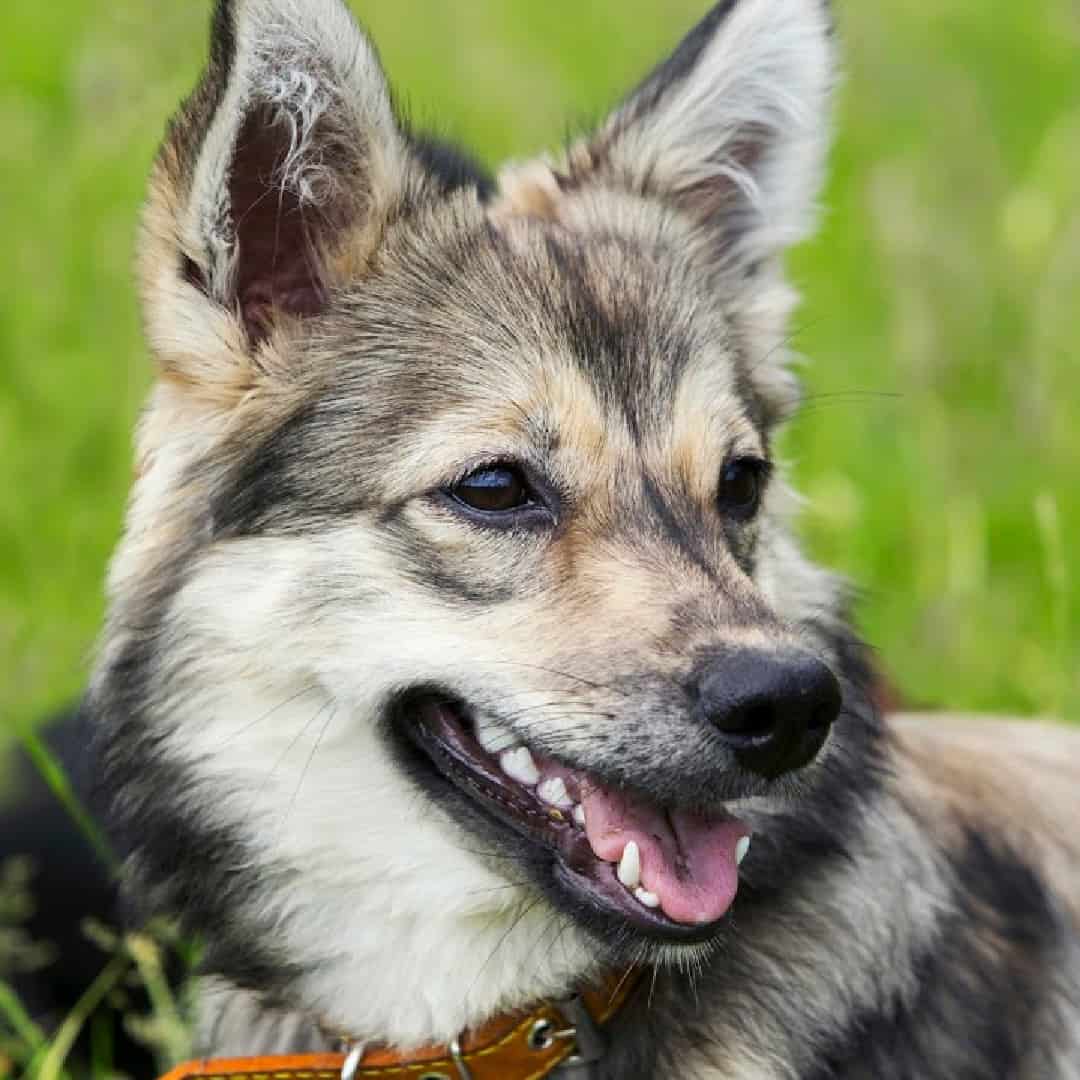 Top 15+ Worst Shedding Dogs To Own (Facts, Photos, & Videos) - Boston ...
