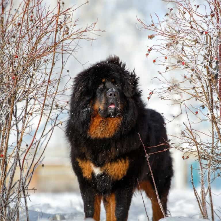 Top 15+ Worst Shedding Dogs To Own (Facts, Photos, & Videos) - Boston ...