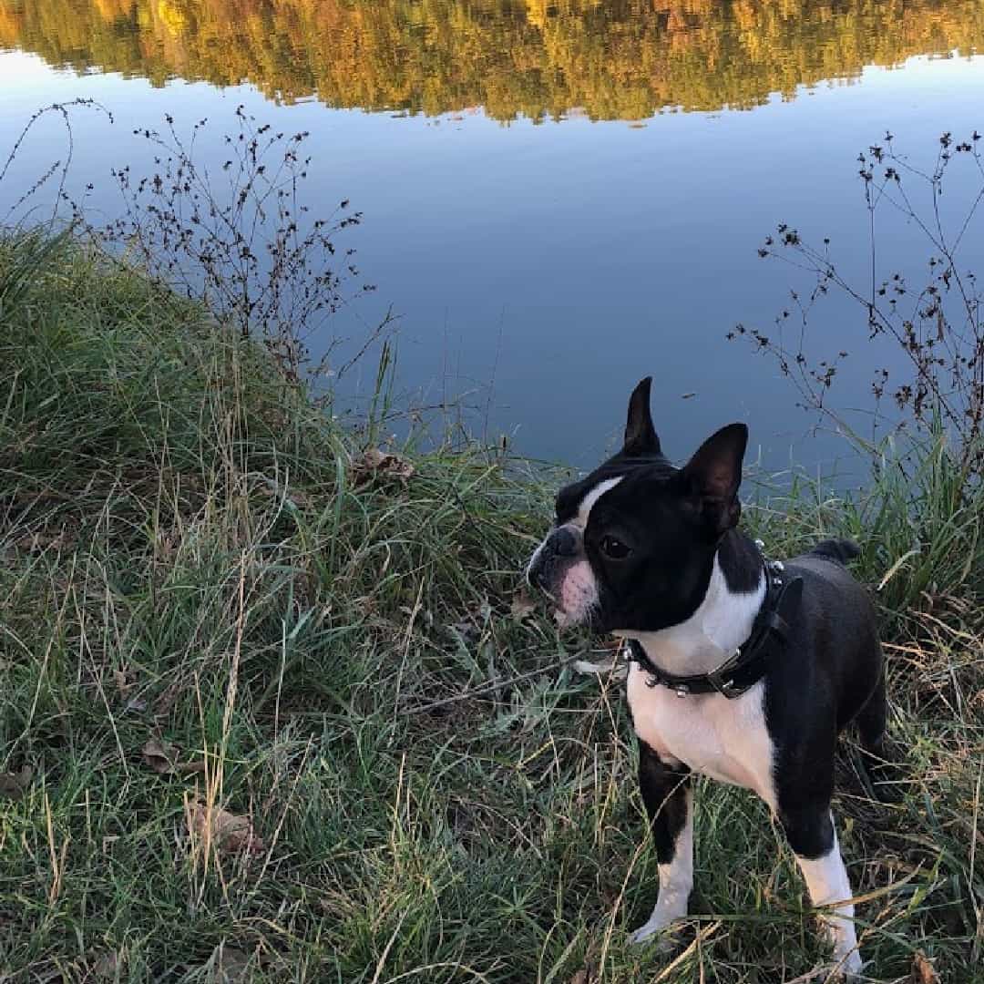 Boston Terrier Rescues In Iowa - Cost & Adoption Process - Boston ...