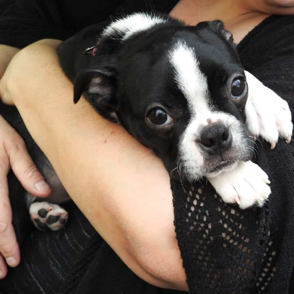 9 Ways To Bond With Your Boston Terrier (EASY) - Boston Terrier Society