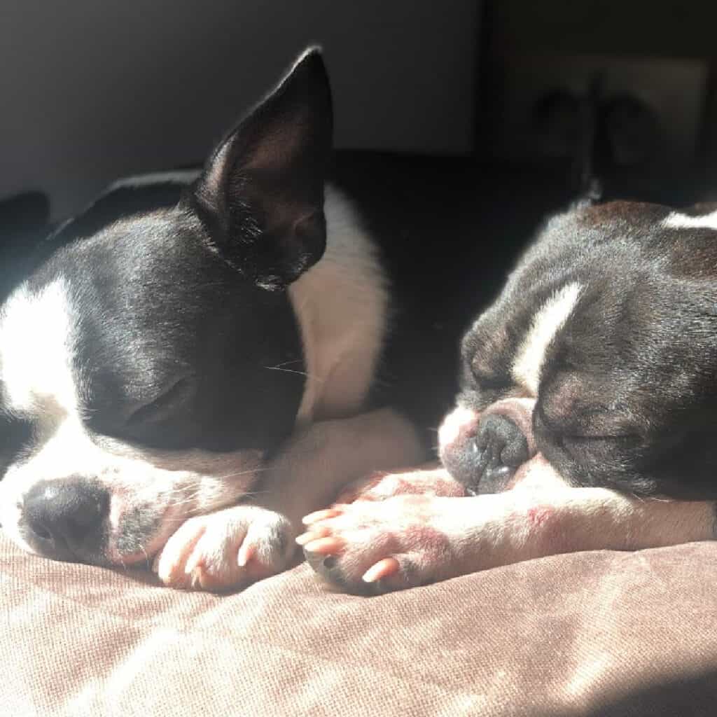 Boston Terrier Rescues In Connecticut - Cost & Adoption Process ...