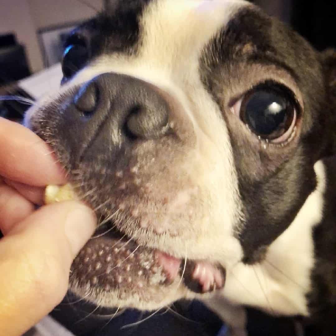 Boston Terrier Rescues In Alabama - Cost & Adoption Process - Boston ...