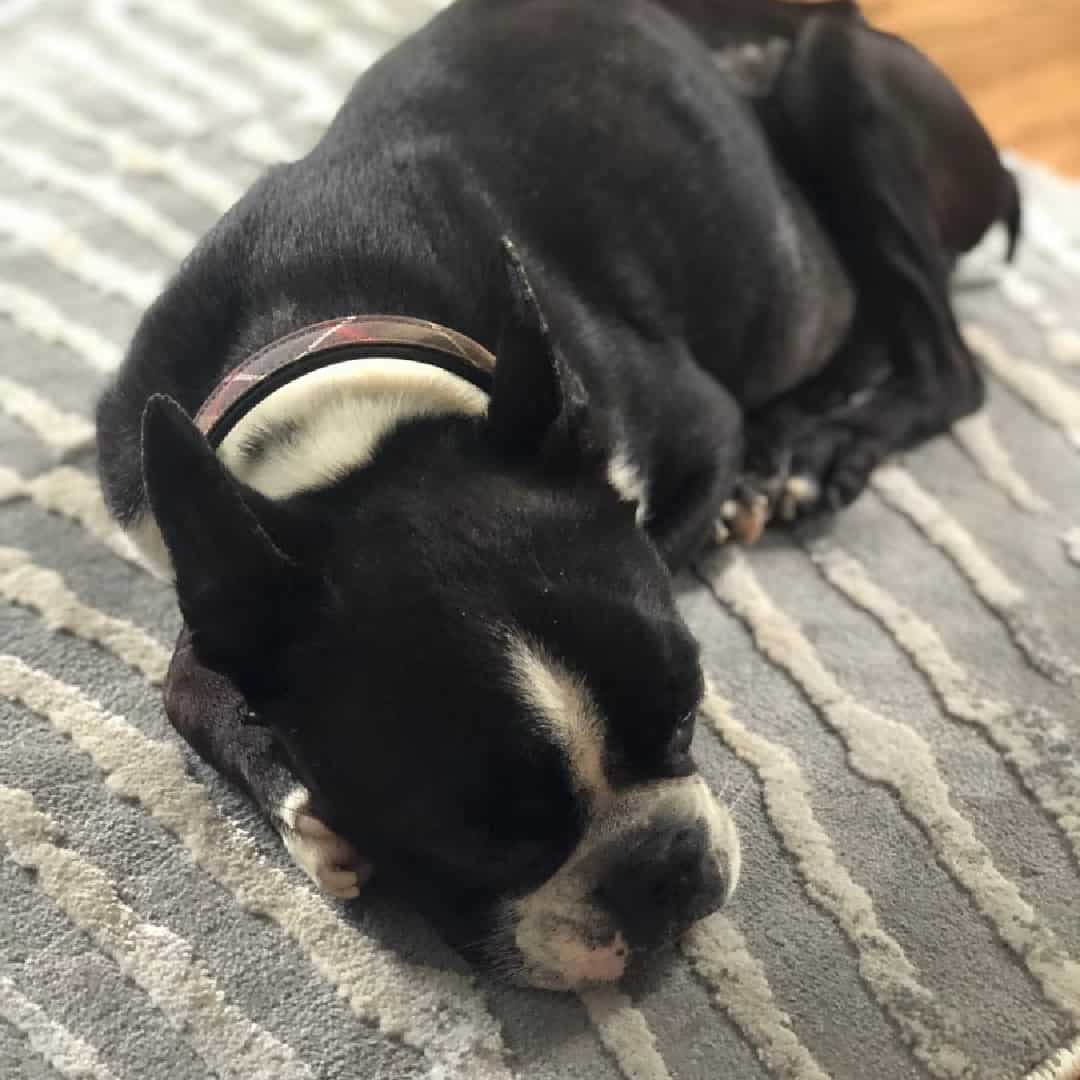 Boston Terrier Rescues In South Carolina - Cost & Adoption Process ...