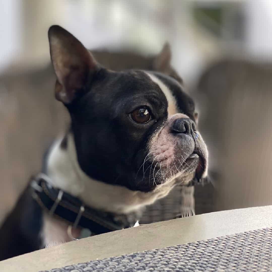 Boston Terrier Rescues In Nebraska - Cost & Adoption Process - Boston ...