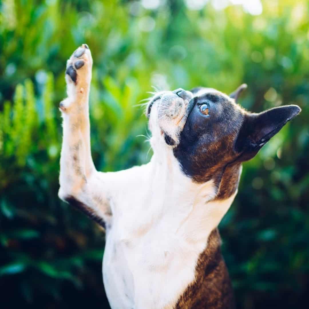 Teaching Your Boston Terrier to Give a High-Five (Step by Step ...