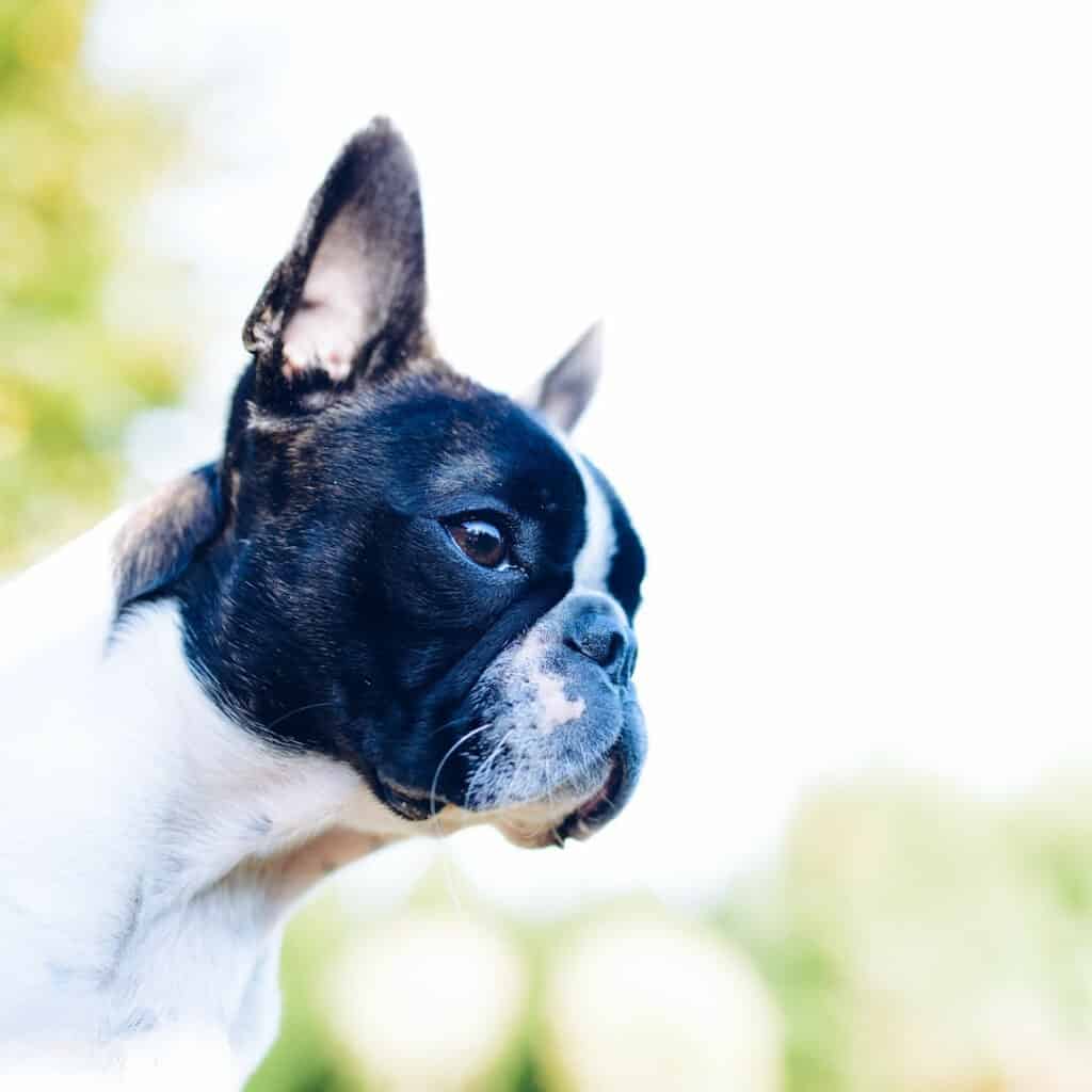 Boston Terrier Rescues In Massachusetts - Cost & Adoption Process ...