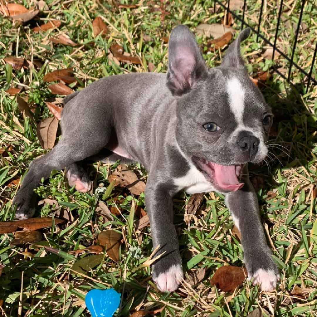 Blue Boston Terrier Mix