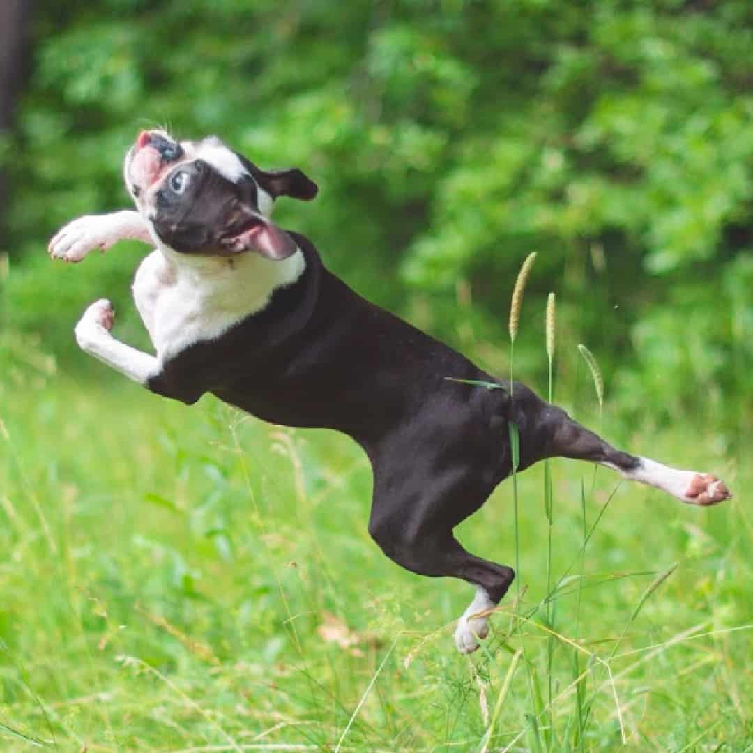 Best Dog Subscription Box Boston Terrier Society Best Dog Subscription Box Boston Terrier Society