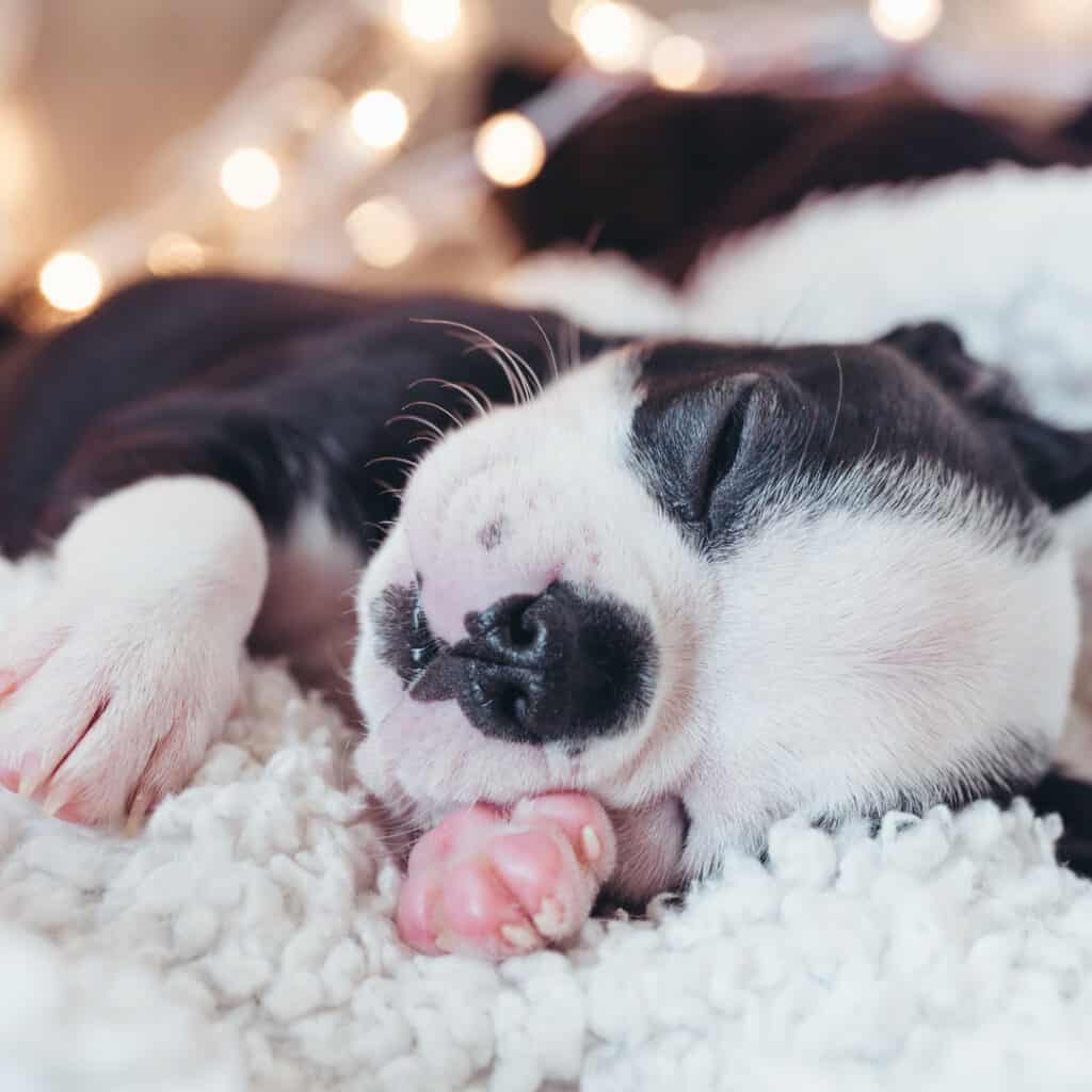 How To Train A Boston Terrier To Play Dead - Boston Terrier Society