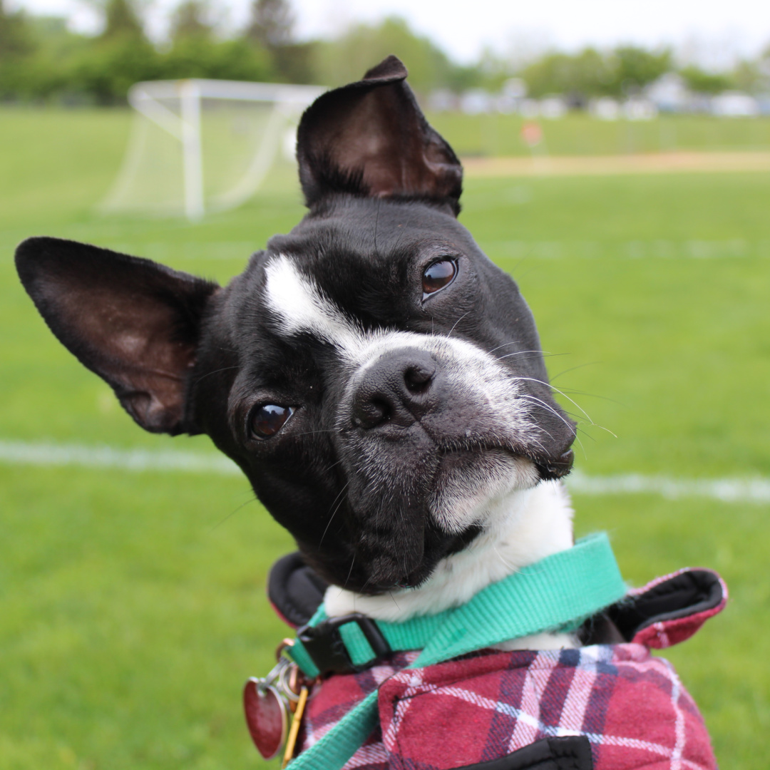 Rhett’s Boston Terrier Memorial - Boston Terrier Society