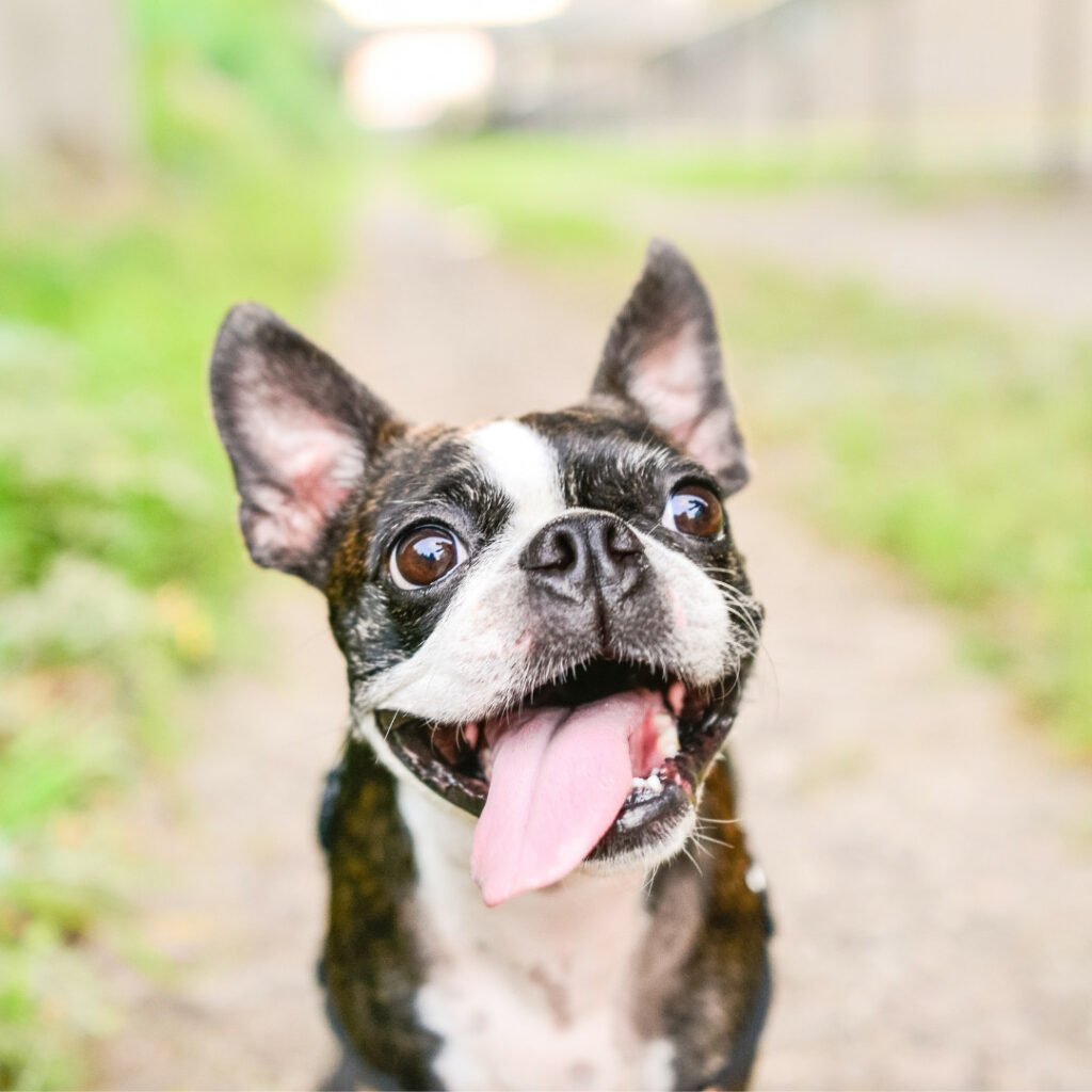 5 Human Behaviors Boston Terriers Can't Stand - Boston Terrier Society