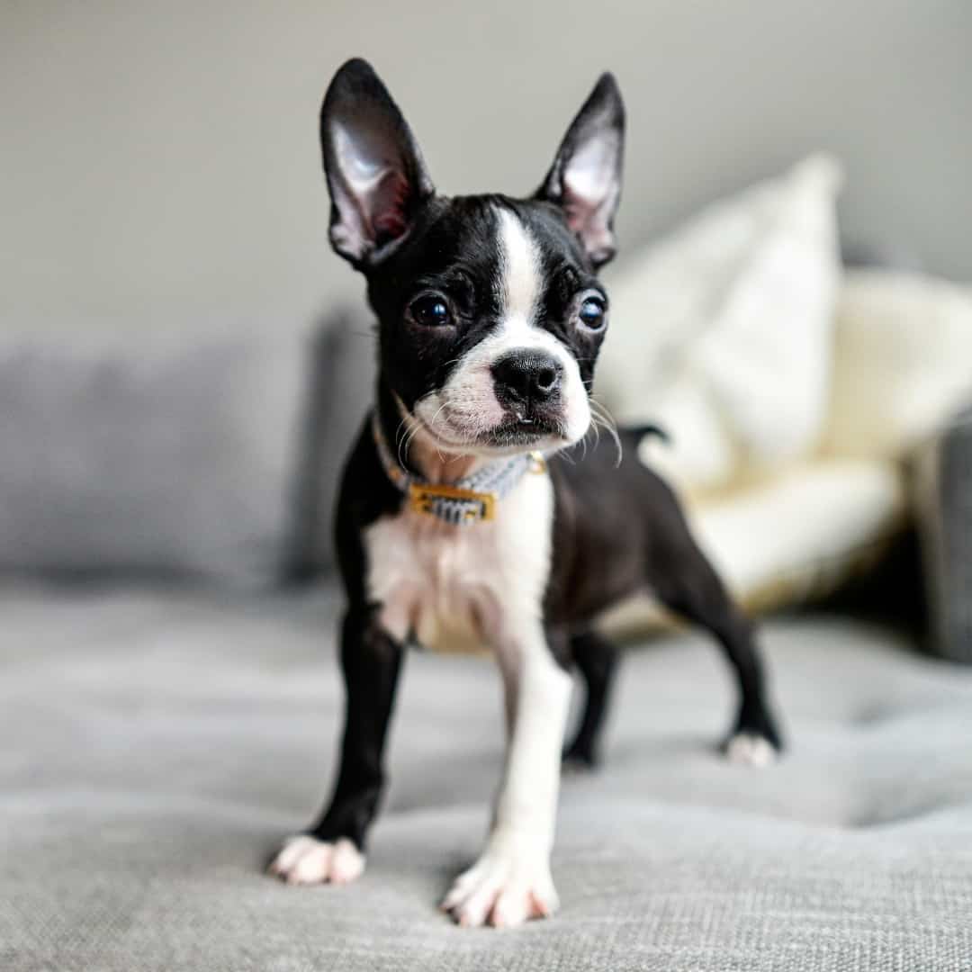 Love Boston Terrier Puppies? Dog Breed Facts, Features, and Traits ...