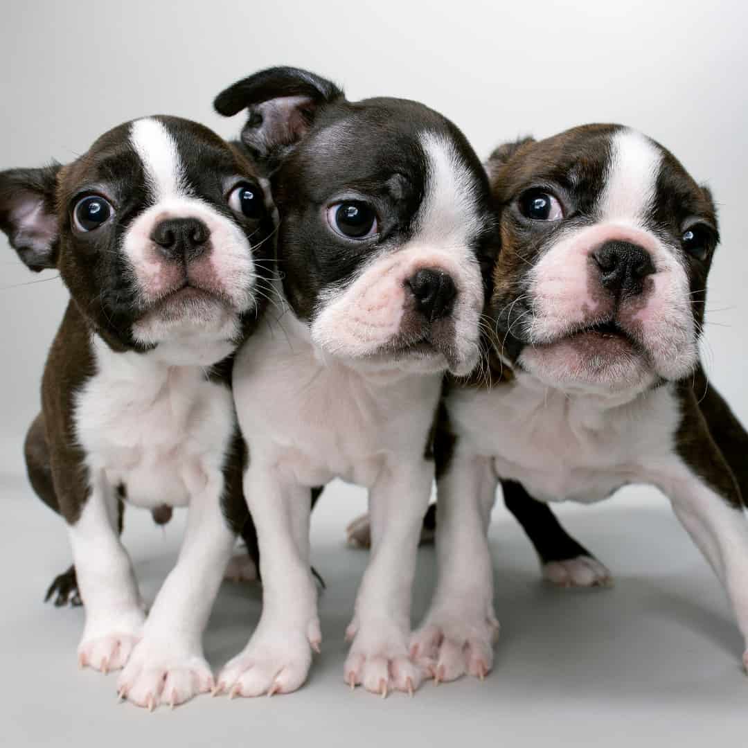 Love Boston Terrier Puppies? Dog Breed Facts, Features, and Traits ...