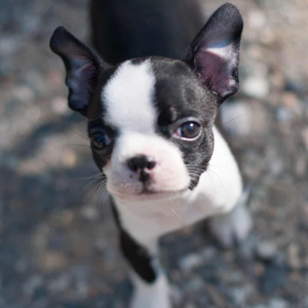 30+ Cute Boston Terrier Puppies (2023) - Boston Terrier Society