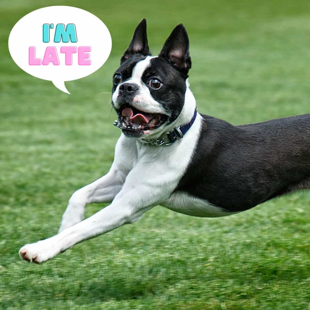 21+ Ultimate Time-Saving Tips for Busy Dog Parents - Boston Terrier Society