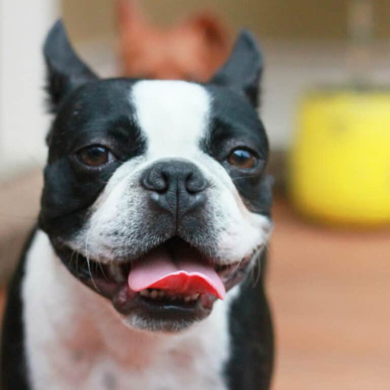 The 10 Most Important Commands To Teach Your Boston Terrier - Boston ...