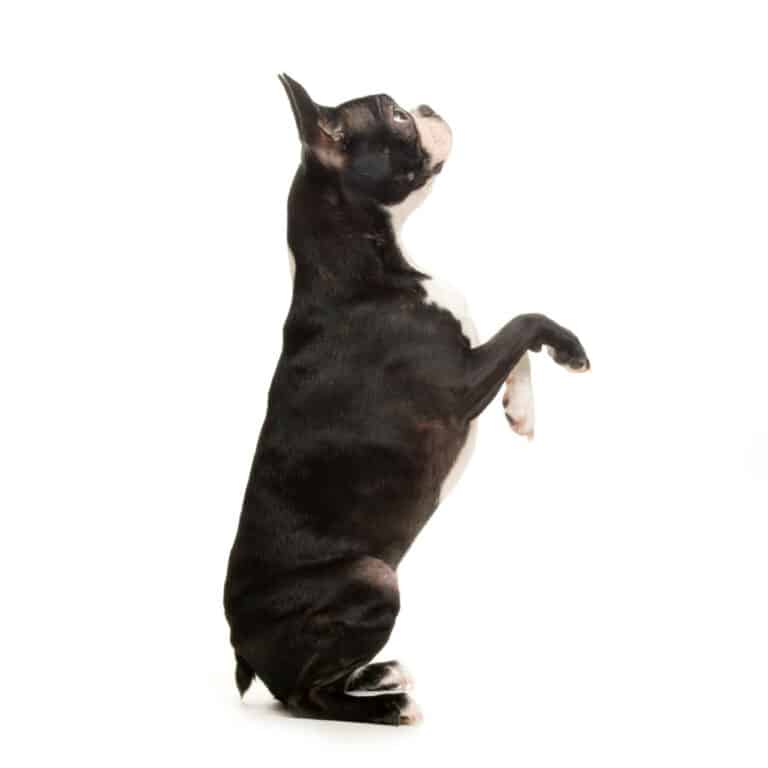 15 Epic Tricks To Teach Your Boston Terrier! - Boston Terrier Society