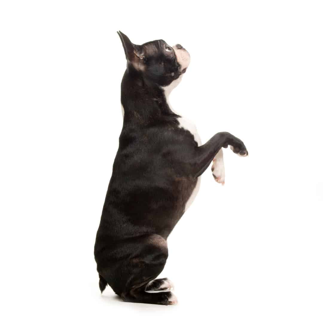 Teaching Your Boston Terrier the 'Sit Pretty' Trick - Boston Terrier ...