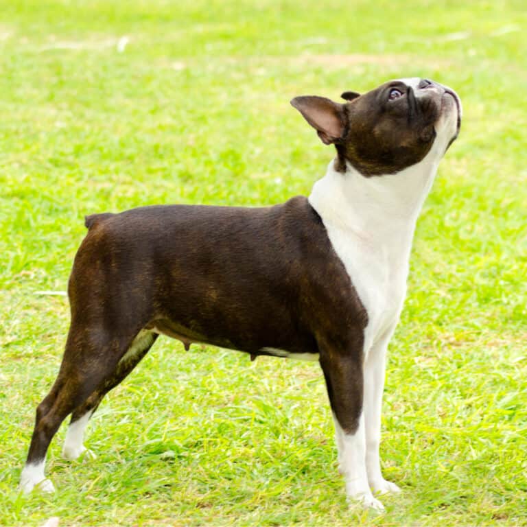 Love Boston Terrier Puppies? Dog Breed Facts, Features, and Traits ...