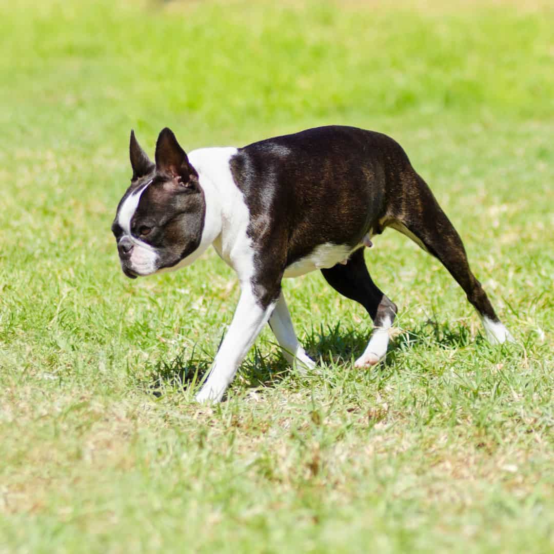 Love Boston Terrier Puppies? Dog Breed Facts, Features, and Traits ...