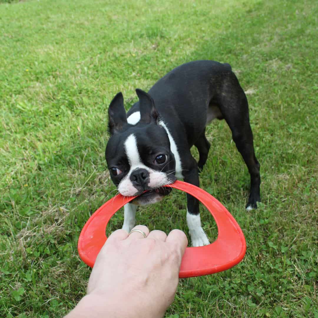 A Step-by-Step Guide - Teach Your Boston To Catch A Frisbee - Boston ...
