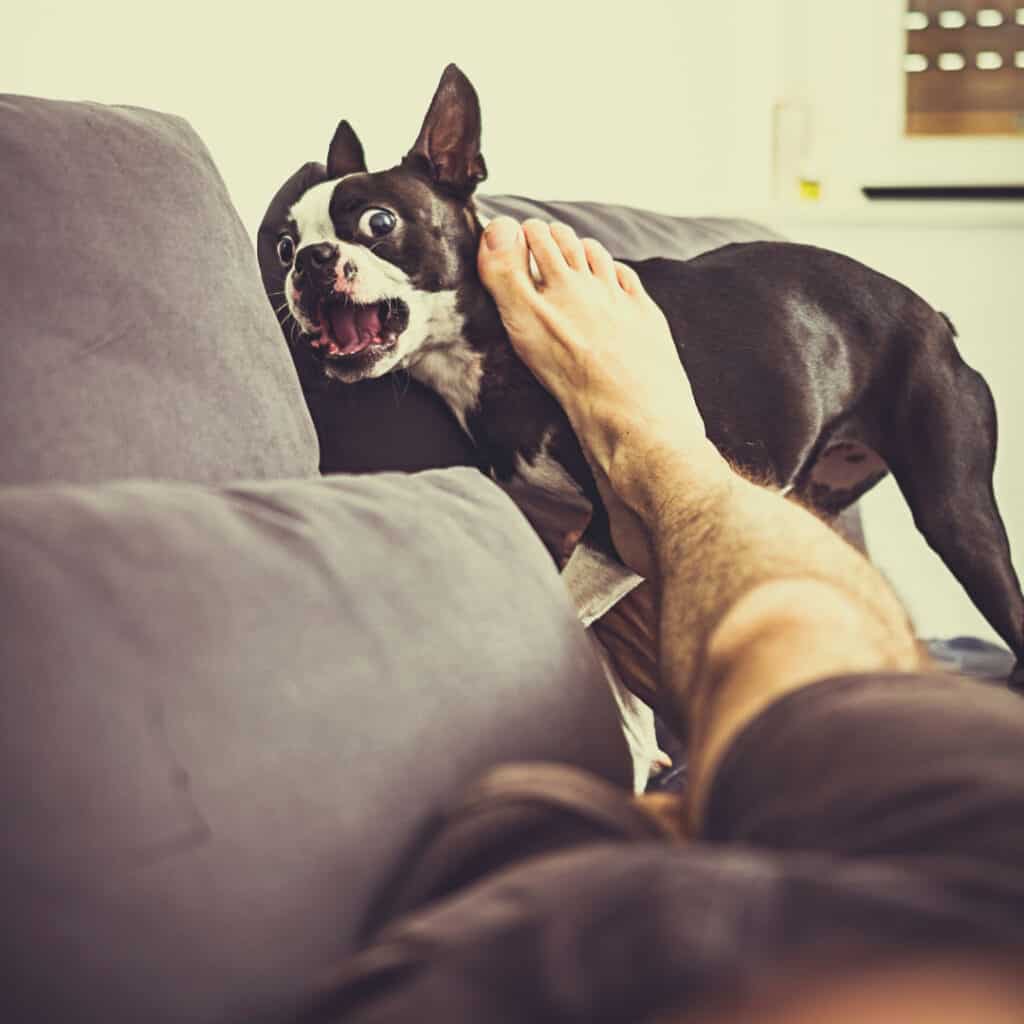 21 Surprisingly Easy Ways To P!$% Off A Boston Terrier! - Boston ...