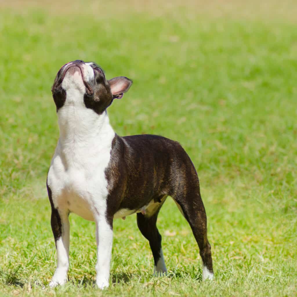 Easily Train Your Boston Terrier to Walk Backwards (Step by Step ...