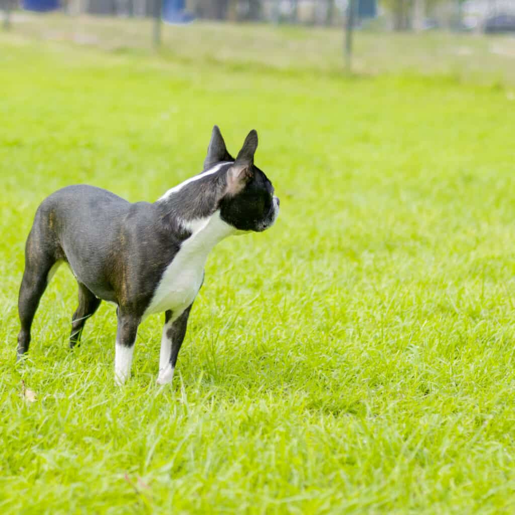 How to Introduce Your Boston Terrier to a Dog Park (Step by Step ...