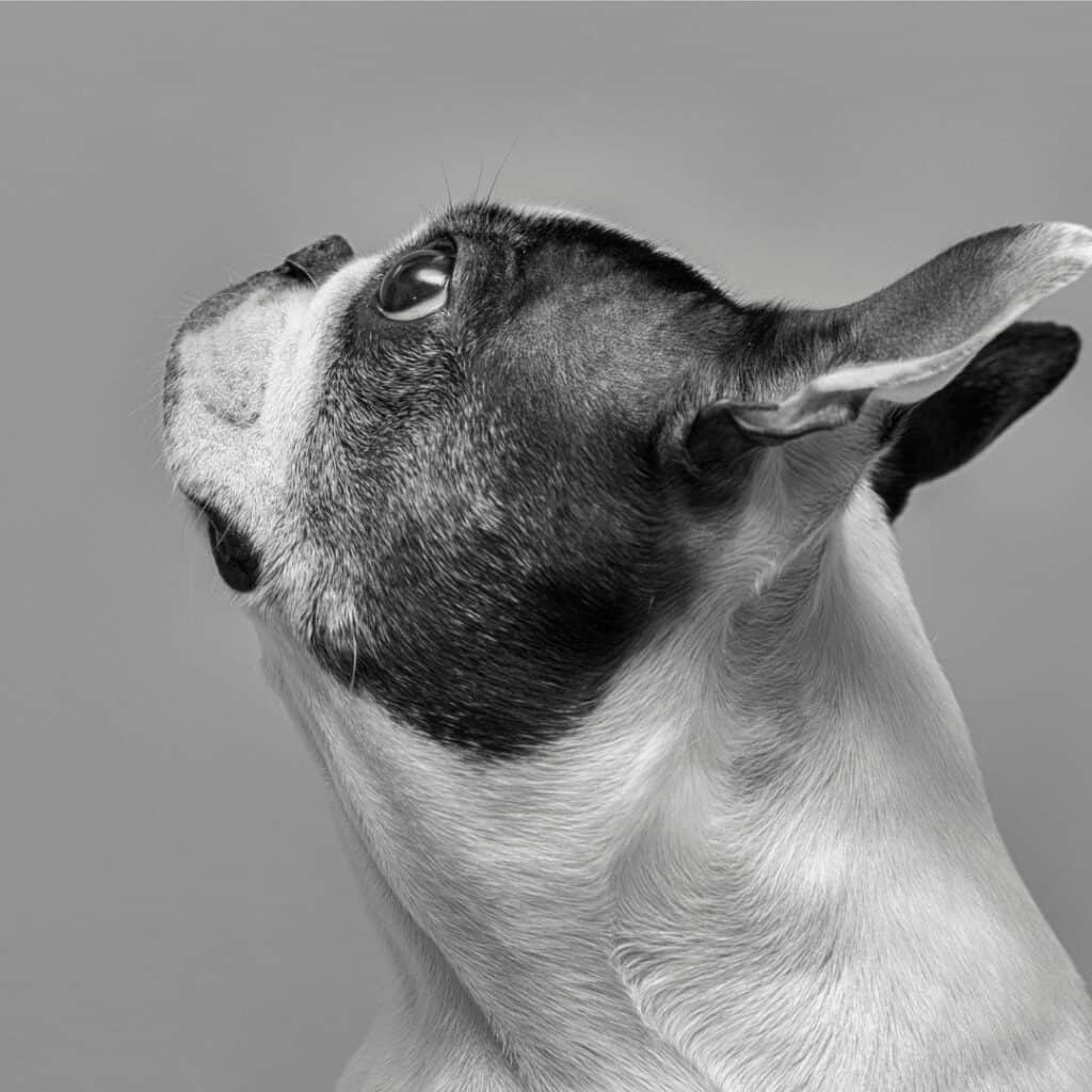 Teach Your Boston Terrier to Balance a Treat on its Nose! (Step by Step ...