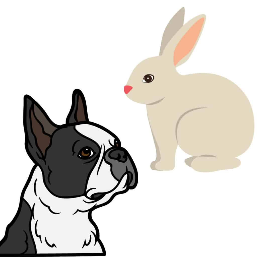 Introducing a Boston Terrier to a Rabbit: Step-by-Step Guide - Boston ...