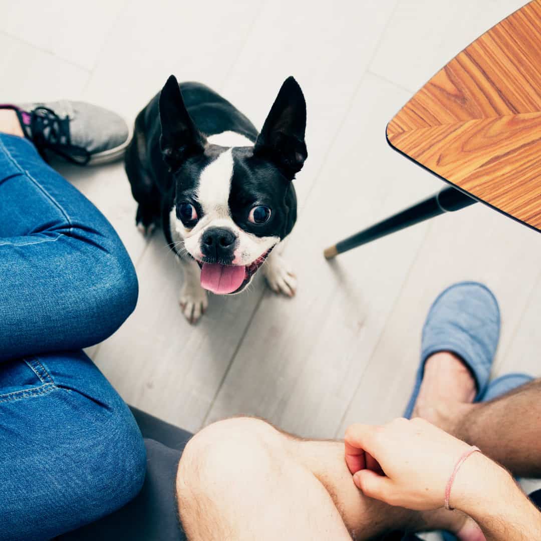 How to Teach Your Boston Terrier The "Watch Me" Command (Step by Step ...