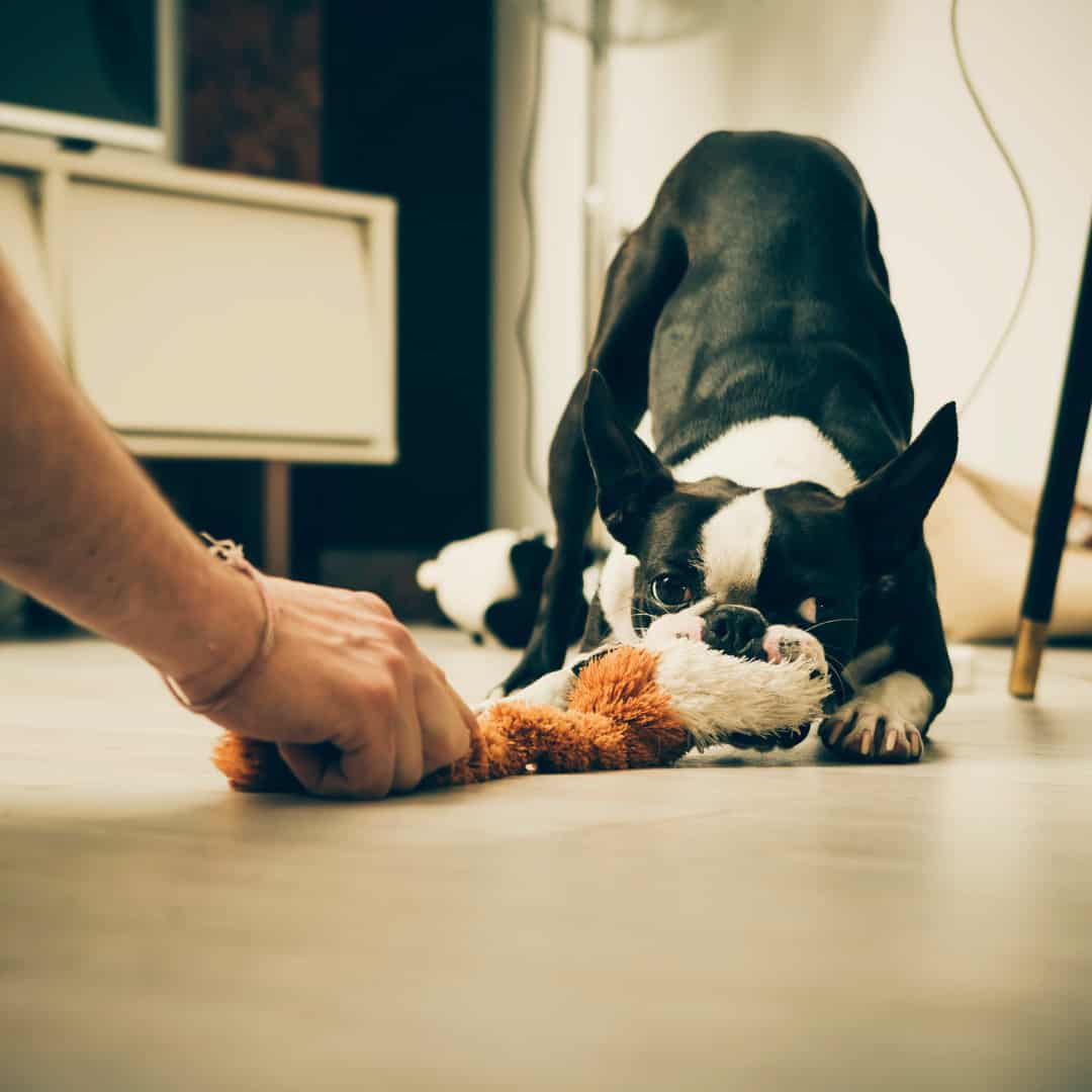Easily Teach Your Boston Terrier to Leave It (Step by Step) - Boston ...
