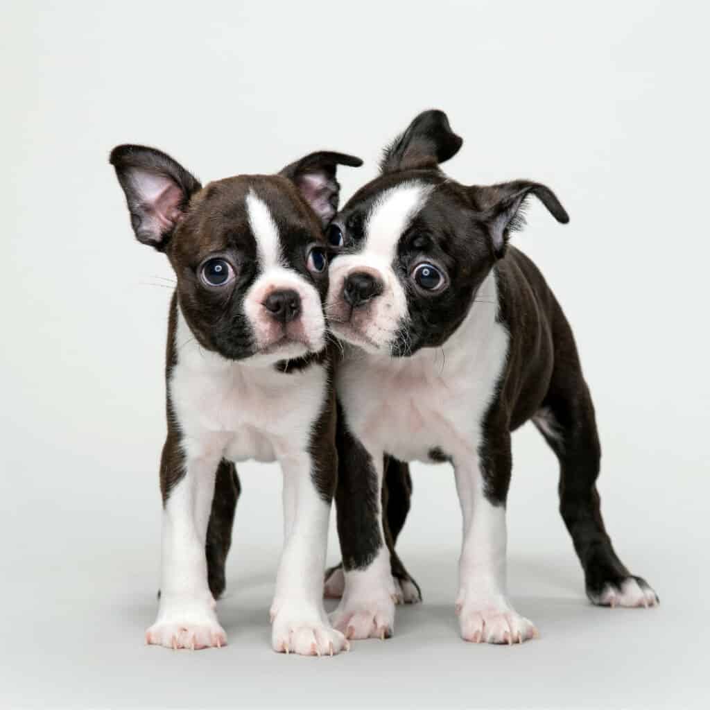 Love Boston Terrier Puppies Dog Breed Facts Features And Traits 