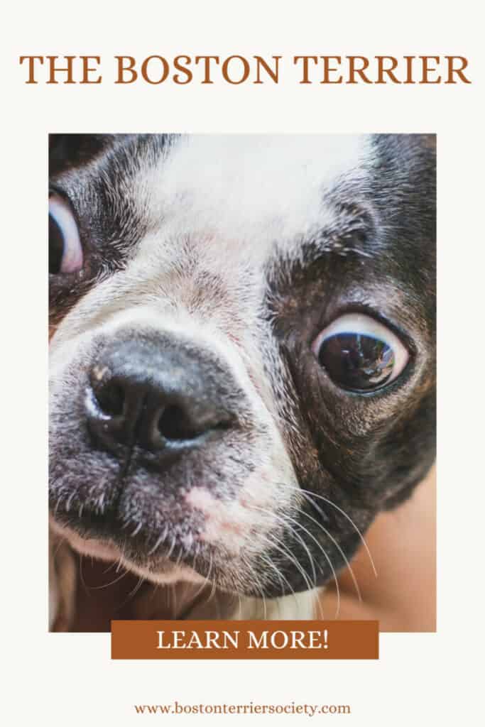Boston’s 101 – Boston Terrier Society