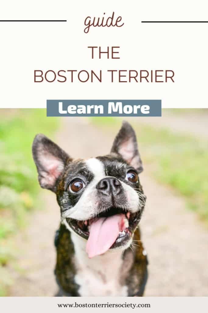 Boston’s 101 – Boston Terrier Society