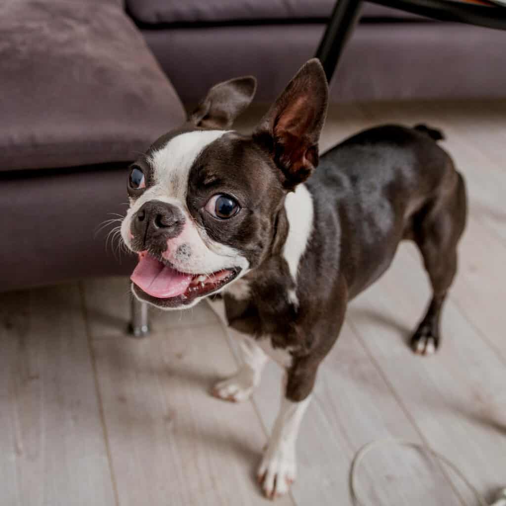 Step-by-Step Guide to Teaching Your Boston Terrier to Bow - Boston ...