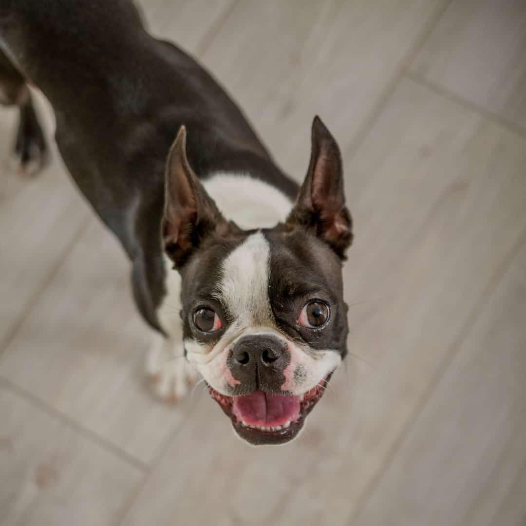 Training Your Boston Terrier to Spin (Step by Step) - Boston Terrier ...