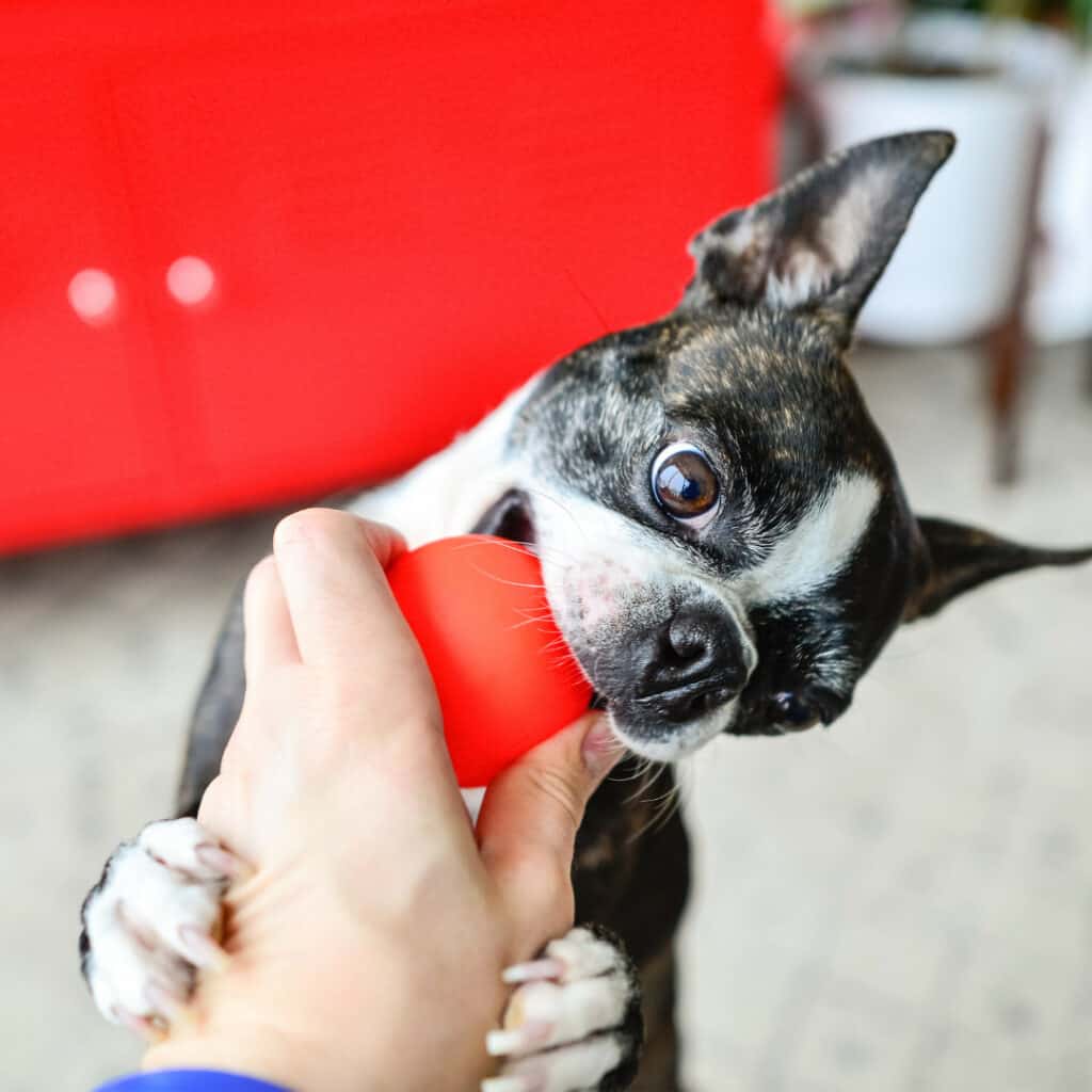 Fun and Easy Ways to Teach Your Boston Terrier to Catch - Boston ...