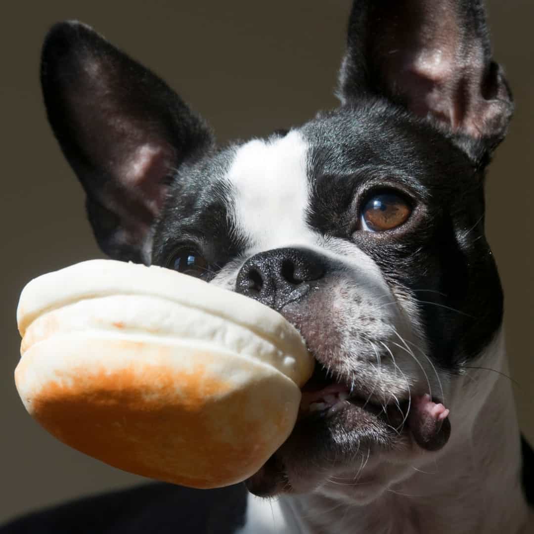 How To Teach Your Boston Terrier The Names of Their Toys (Step by Step ...